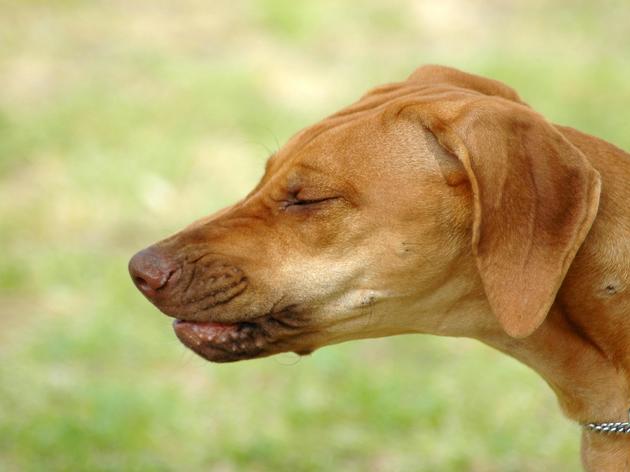 Darum niest Ihr Hund, wenn er mit Ihnen spielt – und was er Ihnen damit ...