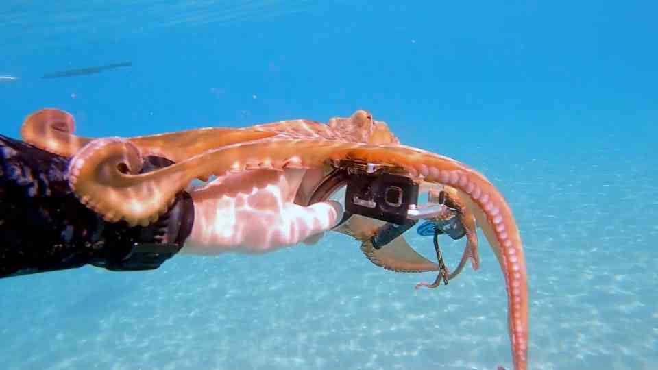 Octopus plays with diver's camera