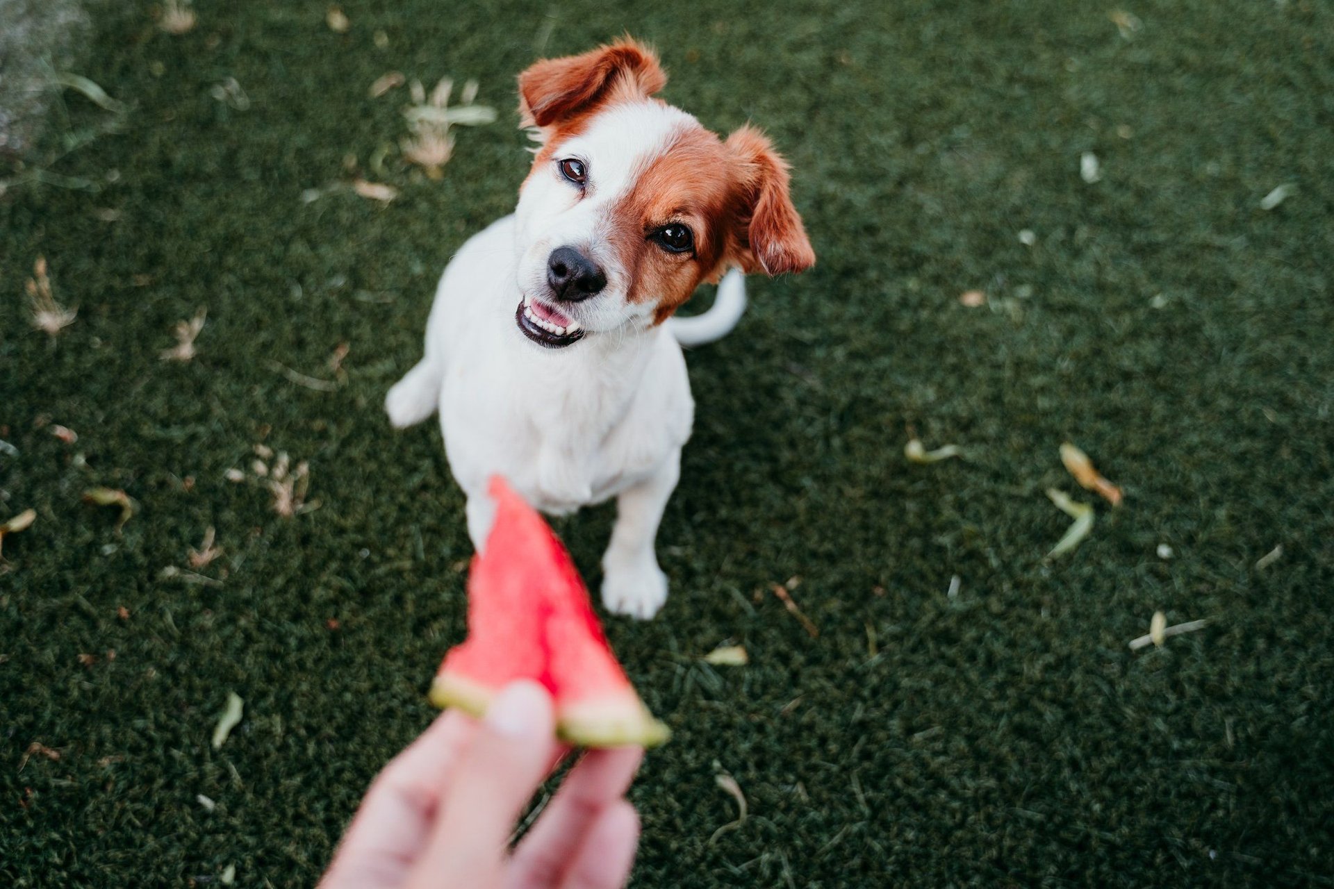 Bei Hitze beliebt: Dürfen Hunde eigentlich Wassermelone bekommen?