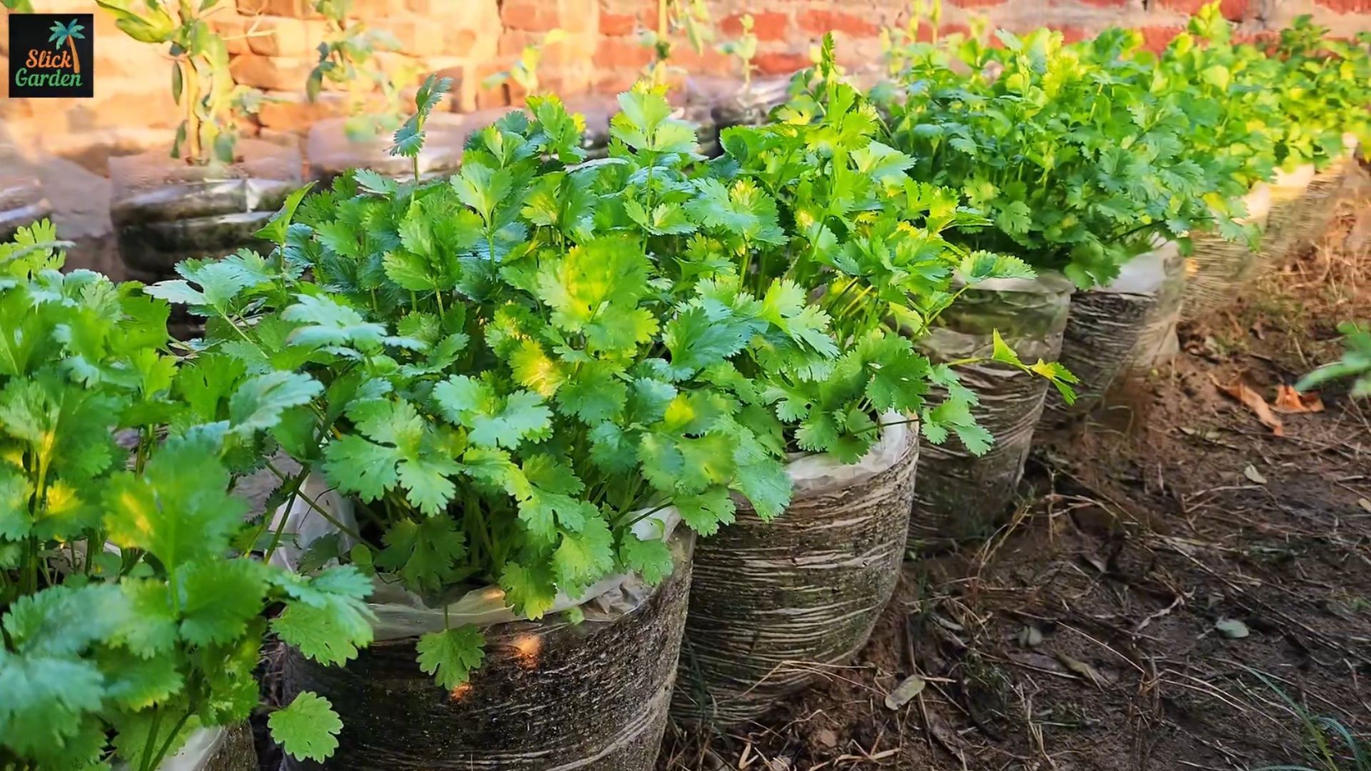 3 simple steps to grow lush, flavorful cilantro