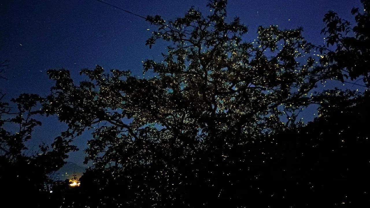 IN PHOTOS Going to see fireflies? Avoid these 4 human activities that ...