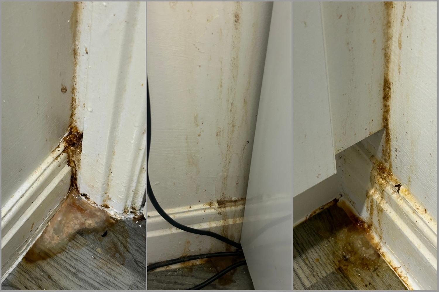 Mother claims family left in Dunstable home oozing with 'yellow slime ...