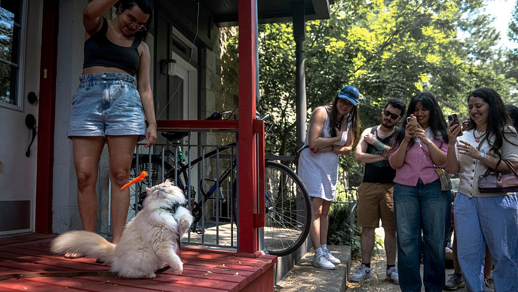 Adventure cats trend grows as experts urge caution
