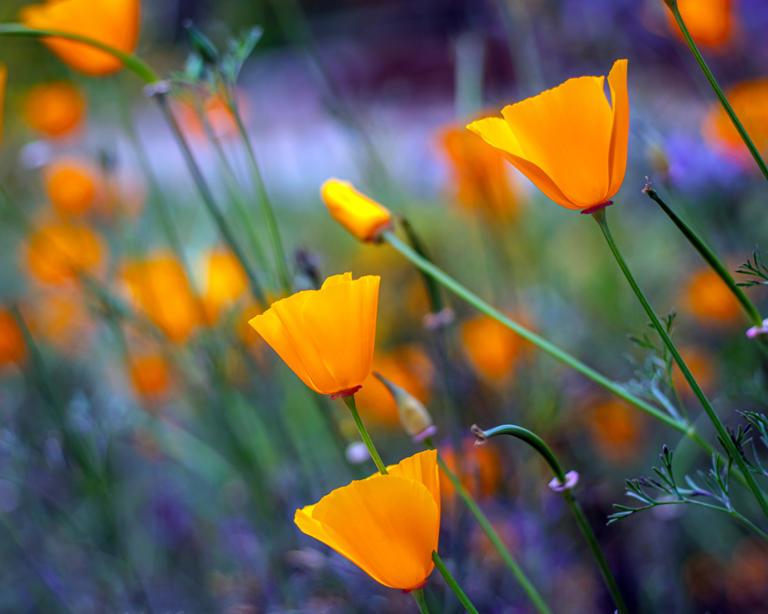 8 fling-and-forget flower seeds to scatter before spring ends for ...
