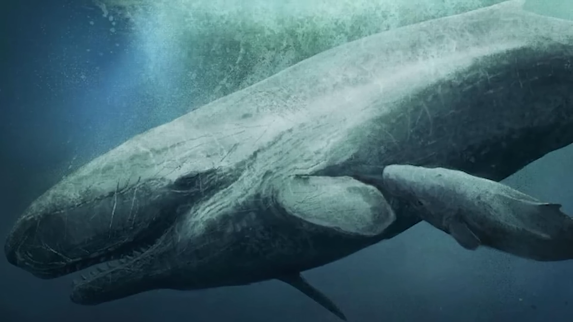 This whale hunted like a monster - the terror of ancient oceans