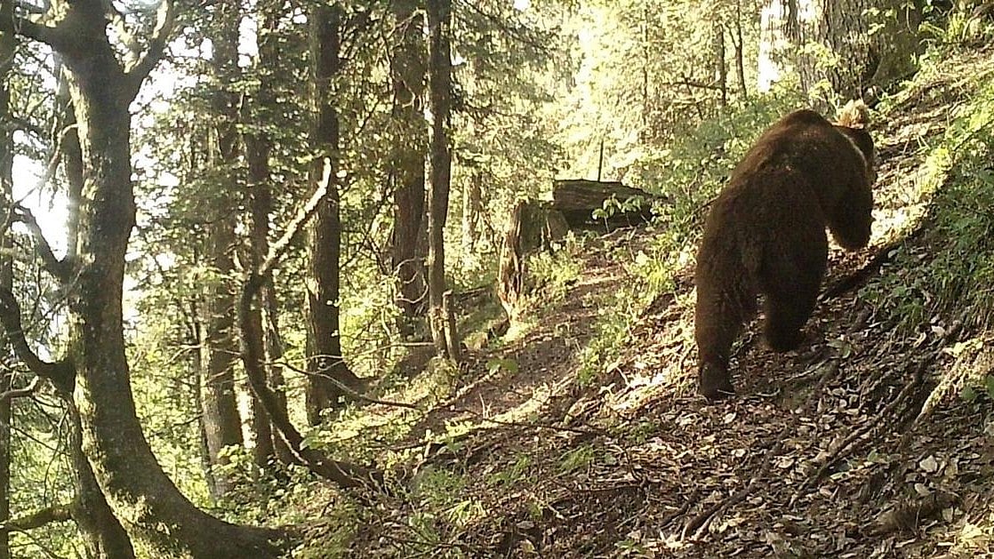 Rare Himalayan brown bear spotted on camera in Chamba's Gamgul sanctuary