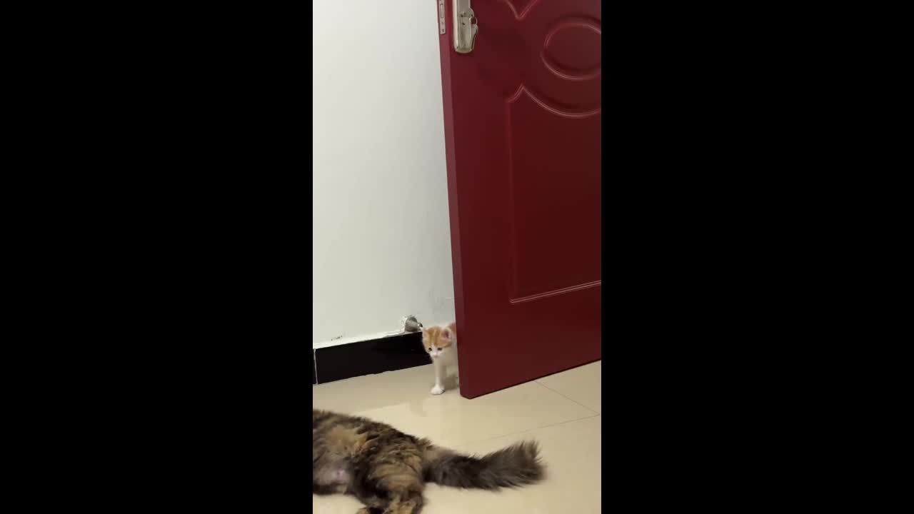 Kitten slips on smooth floor and runs off after playful fall in Henan ...
