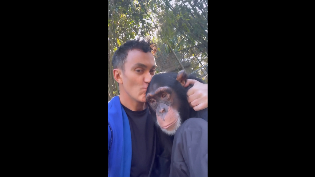 Matt Dillon's heartwarming reunion with Limbani the chimpanzee