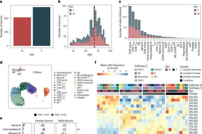 Women’s immune systems age faster than men’s, 1 million cells reveal ...