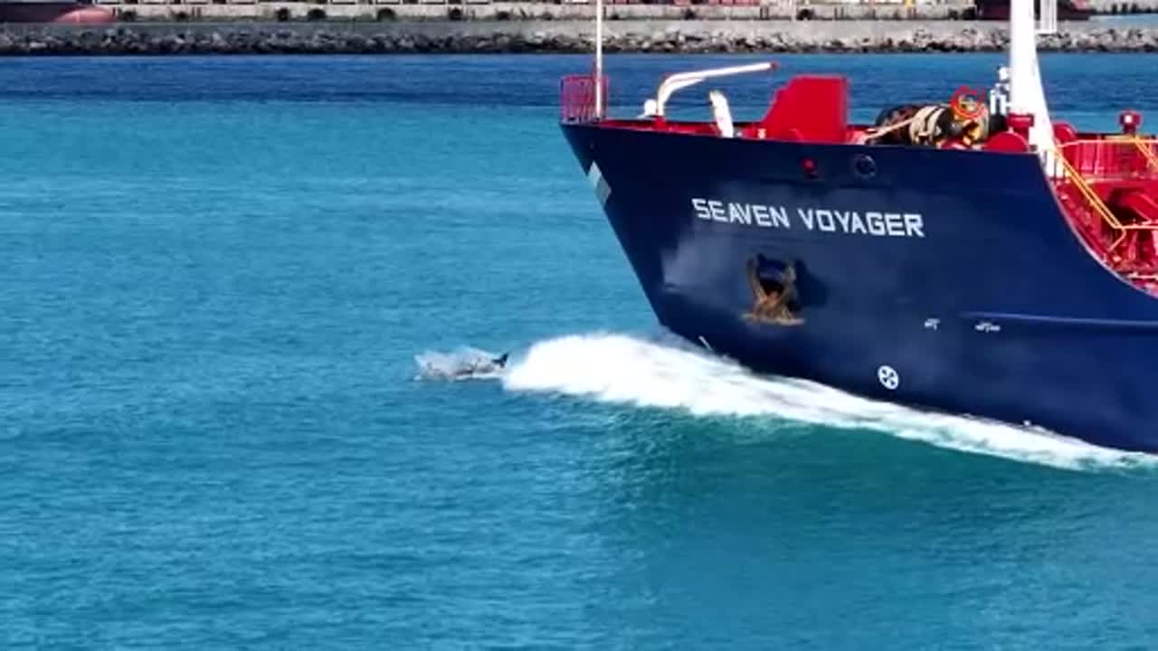 İstanbul Boğazı turkuaz renge büründü, yunuslar şov yaptı