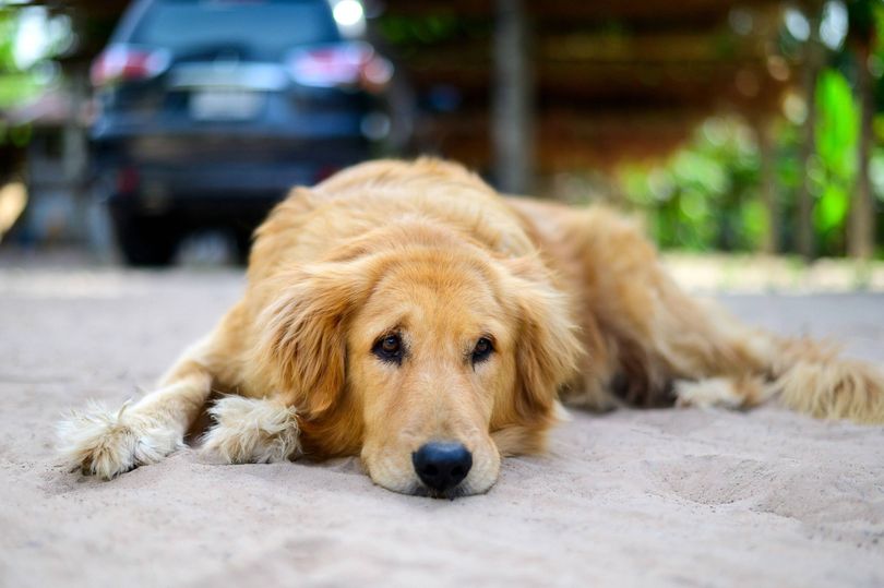 Nine common dog breeds at 'higher risk of health issues' in hot weather