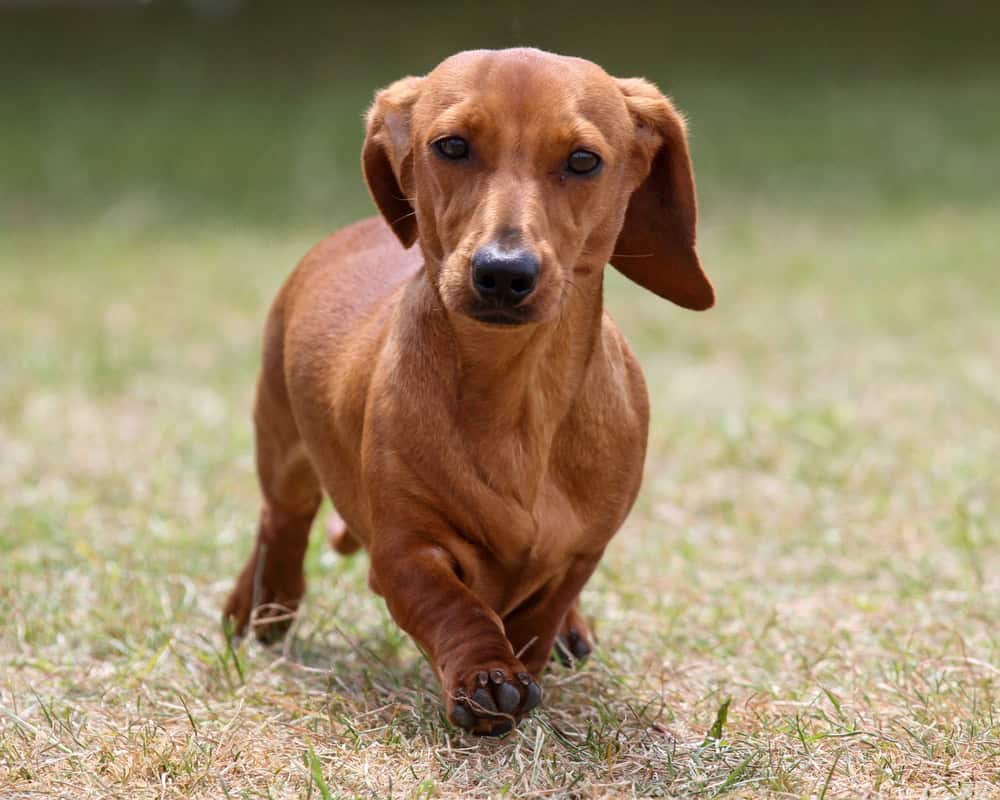 Nature’s most stubby-legged mammals