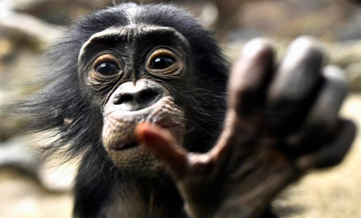 Scientists finally know why humans became so strongly right-handed