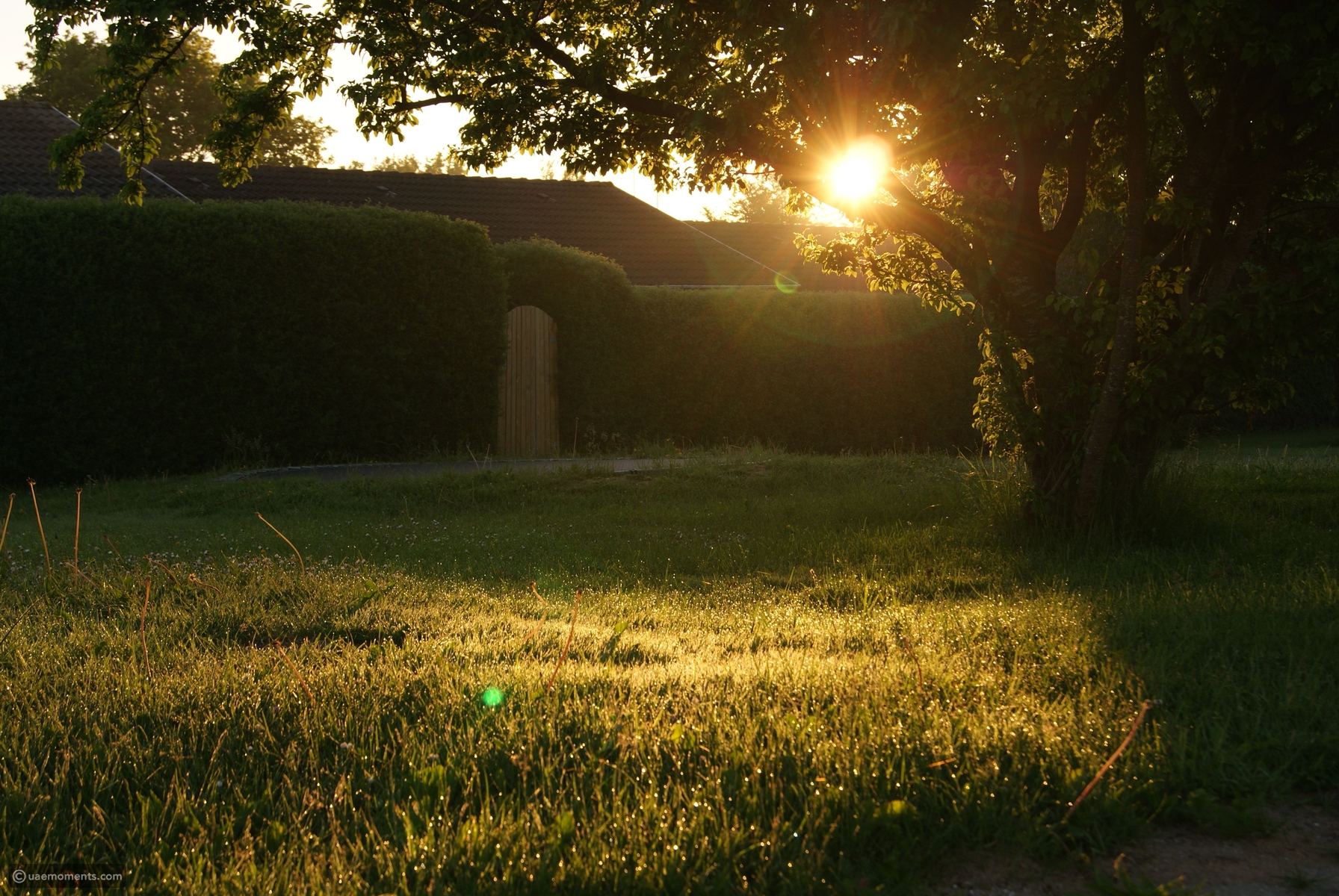 Why simple daily habits like morning walks and coffee bring more ...