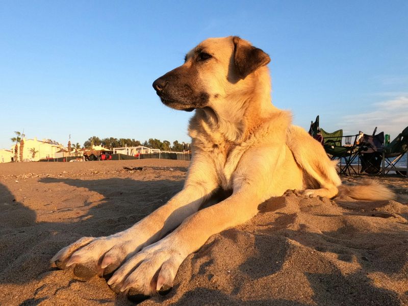 11 rugged dog breeds that still carry the mentality of life in harsh ...