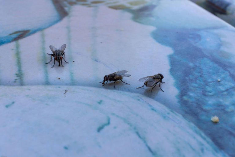'Genius' 20p trick that stops bugs getting into paddling pools goes viral