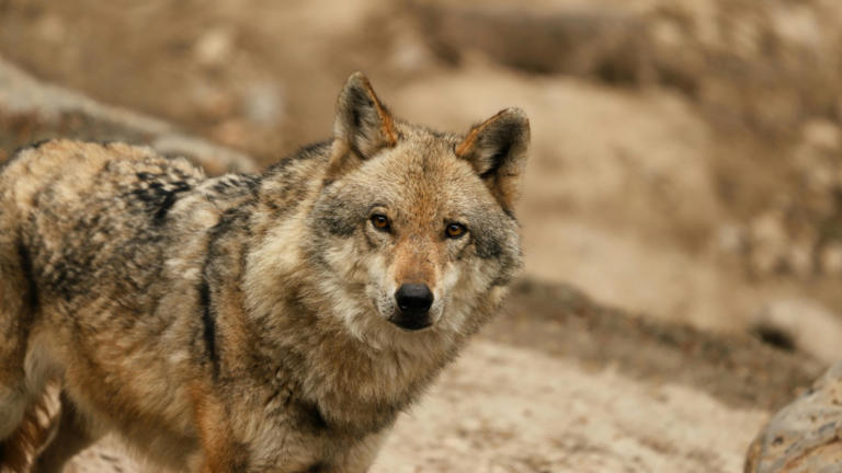 65% of wild animals just got caught changing how they move when humans ...