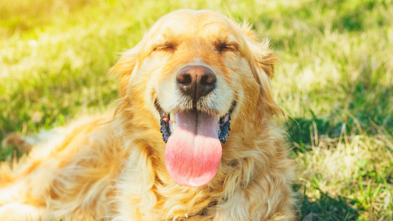 UK dog owners urged to watch for these dangerous heatstroke symptoms