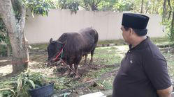 Wabup Tegal kurban sapi wagyu cross simmental 1,35 ton bernama Mbappe