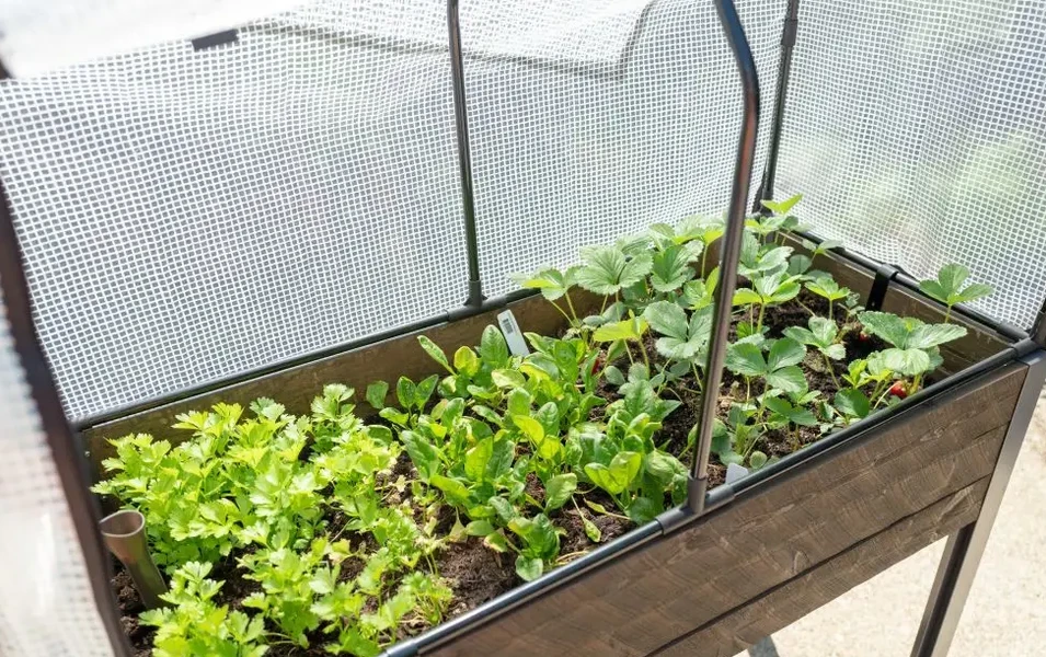 Cedar planter ideas to elevate your garden space