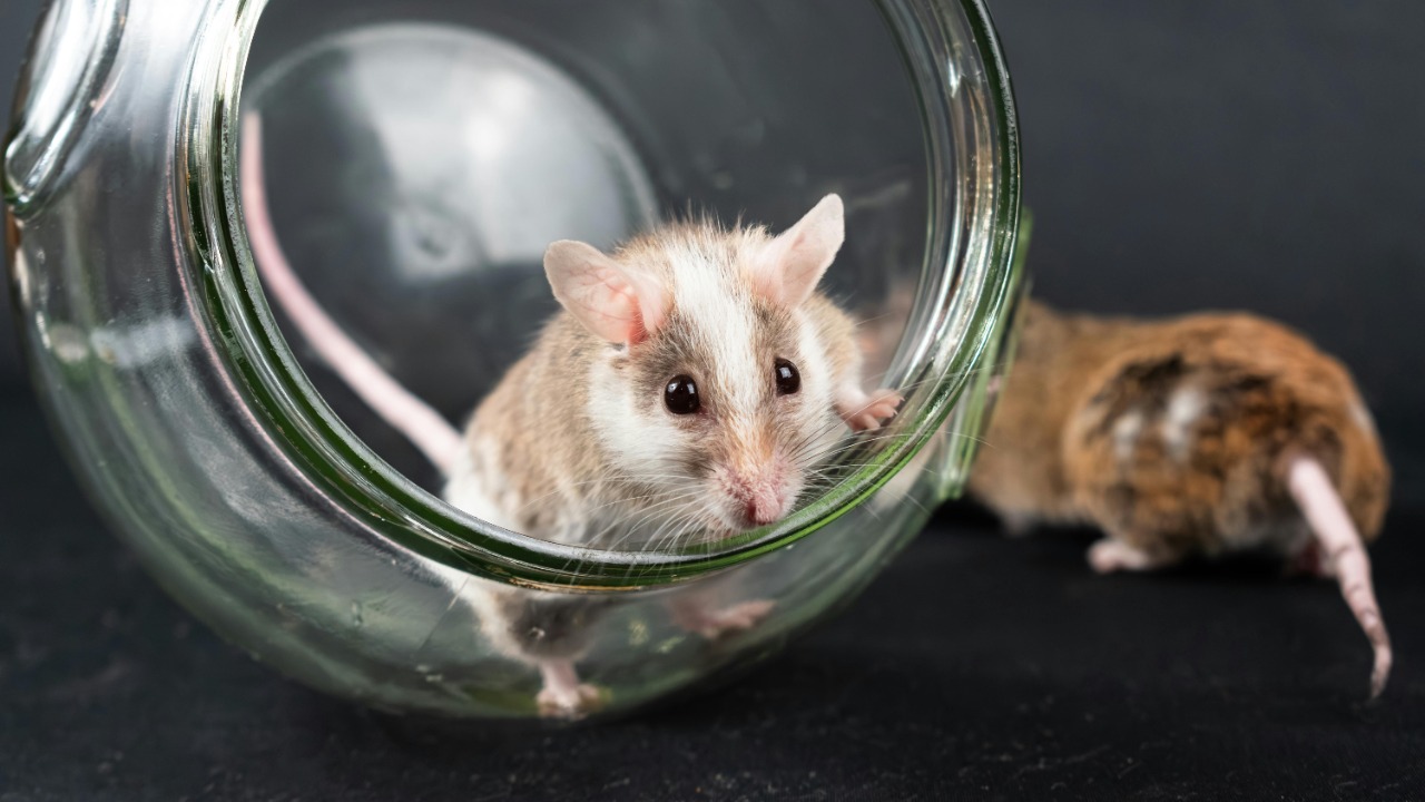A drug combo studied for anti-aging just backfired in mice ...