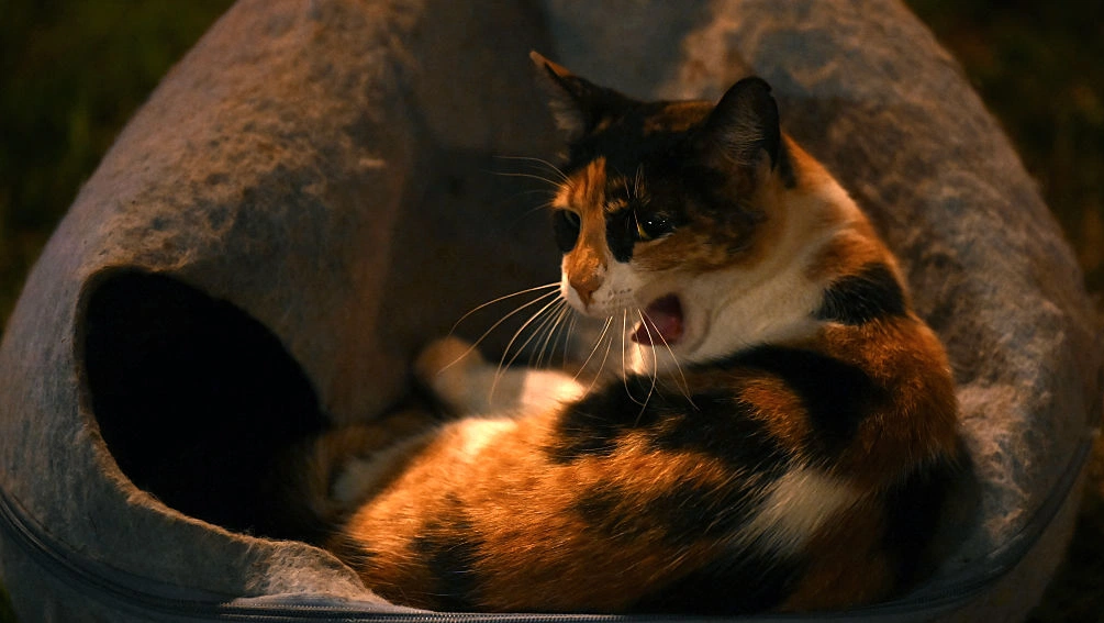 What your cat’s sounds are really saying