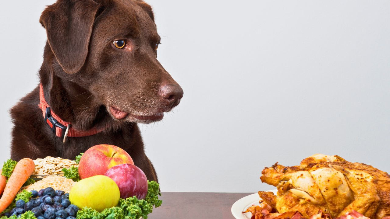 MIL repeatedly sneaked table food to my dog against my strict rules ...