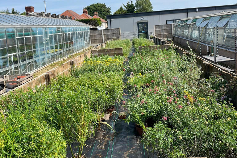 First plants for new Eden Project Morecambe arrive as award-winning ...