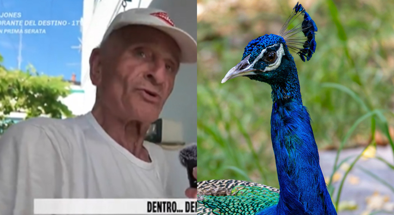 Anziano aggredito dai pavoni in cucina: «Mi ha colpito al naso e poteva ...