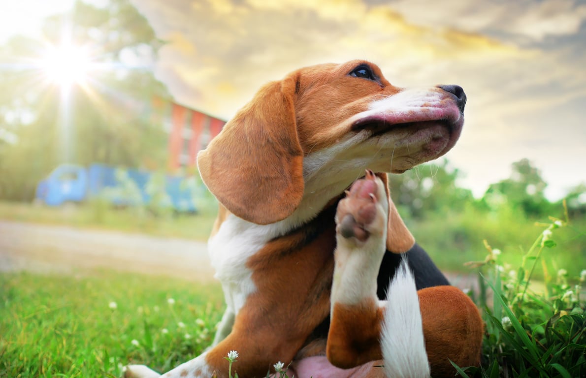5 warning signs your yard is a breeding ground for fleas