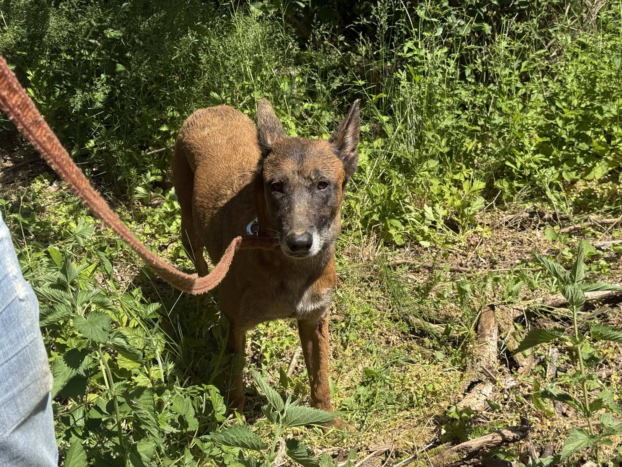 Dramatischer Rettungseinsatz in Dresden: Hund aus 20 Meter langem Rohr ...