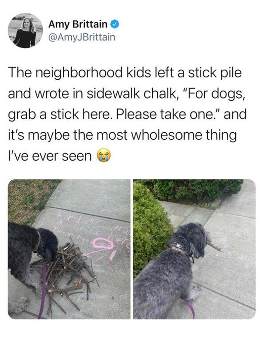 A big bucket of 30 delightful dog memes for a delicious lunch break
