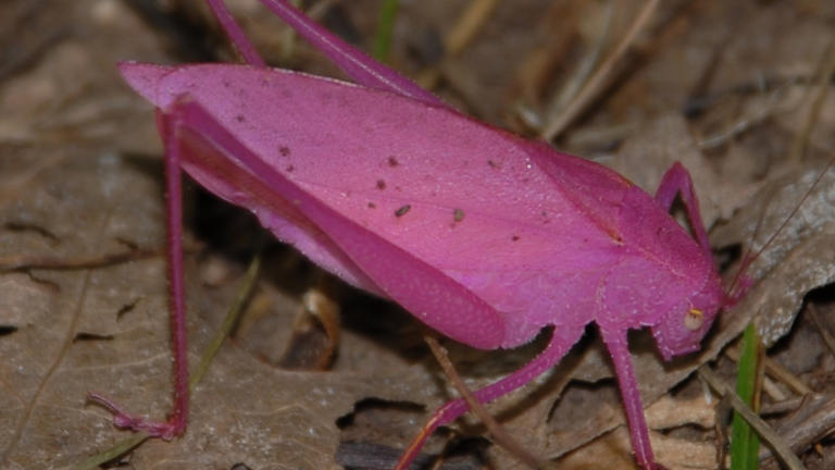 A rainforest katydid just glowed hot pink, then turned green in front ...