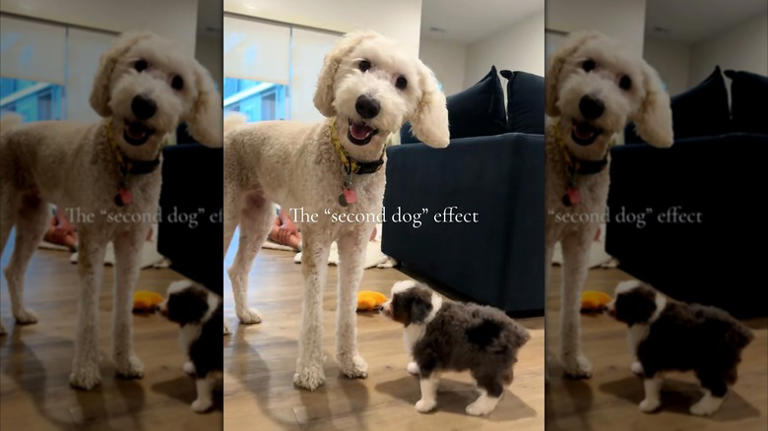 Goldendoodle meeting new puppy sibling may prove the 'second dog effect ...