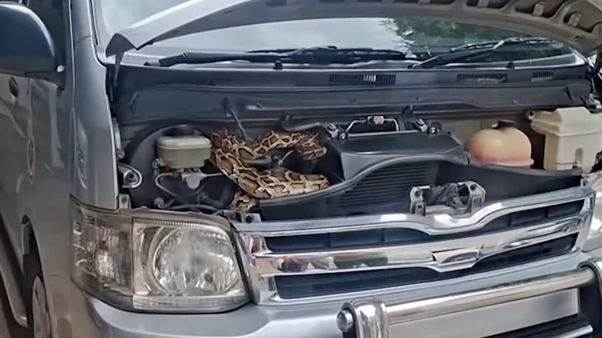 Snake wrangler removes 10ft python from minivan engine