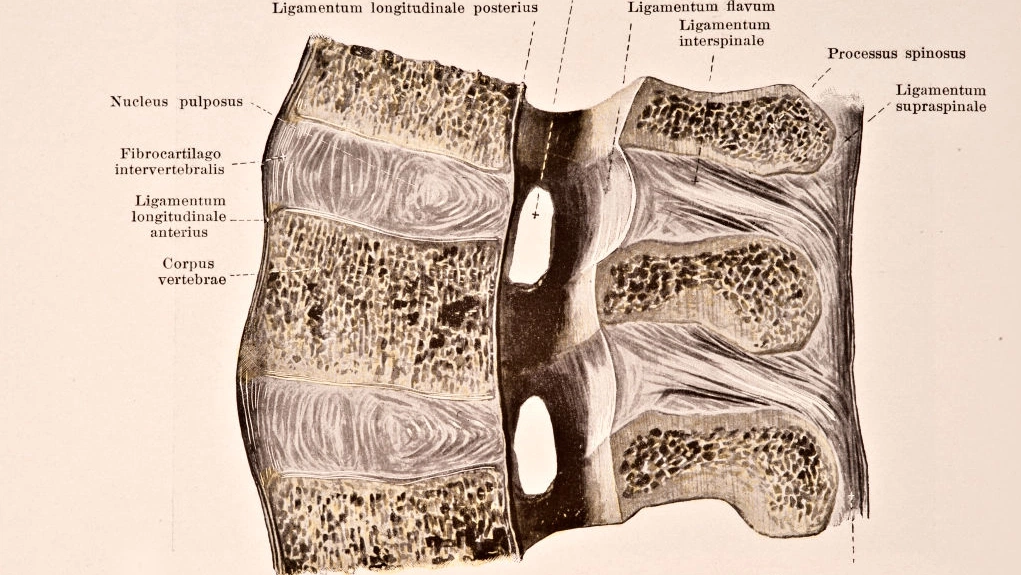 Living better with pinched nerves and radiculopathy