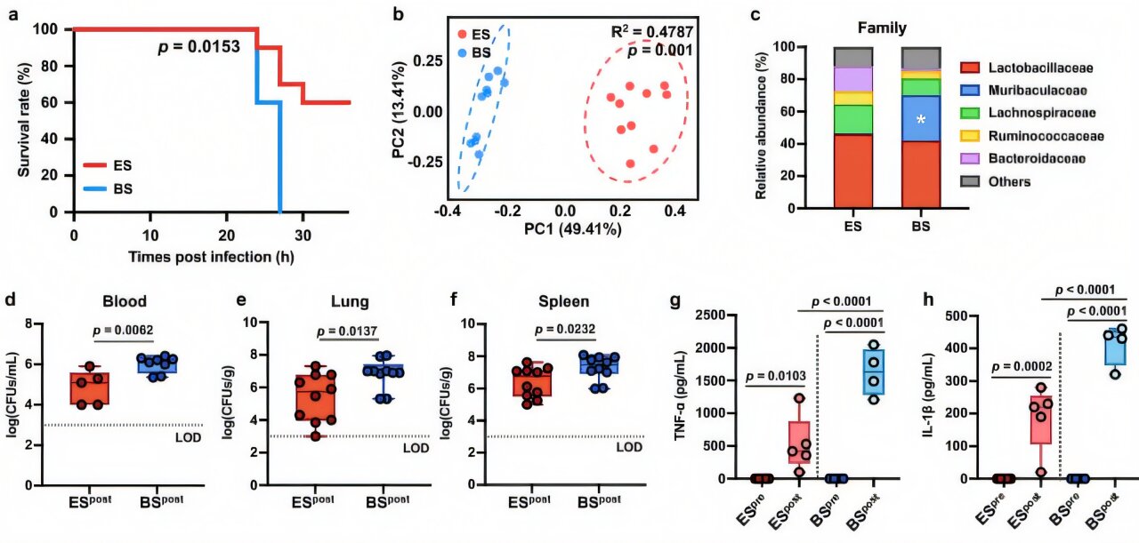 Gut microbe found to worsen sepsis by triggering hyperinflammatory ...