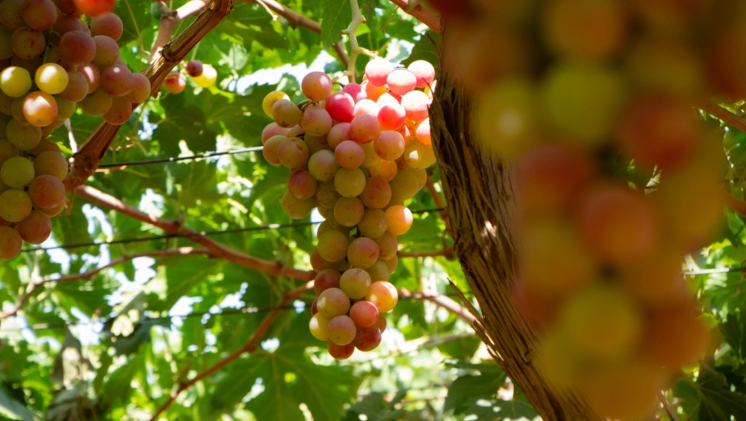 Grapes and 'ugly' superfoods spotlighted for major health benefits