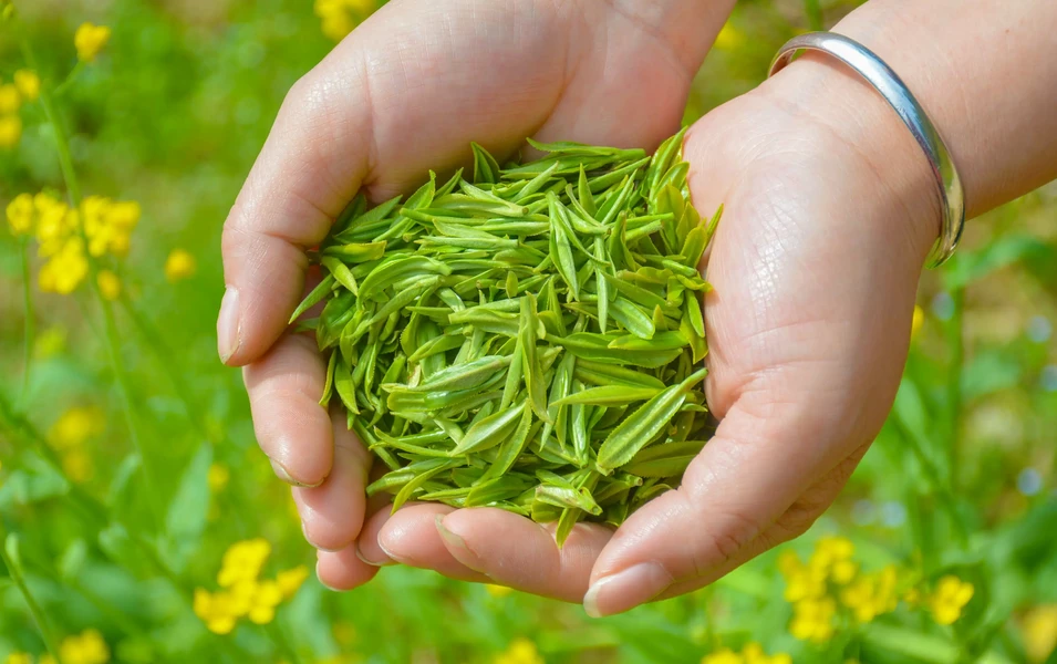 Green tea gains slight edge over black tea for inflammation