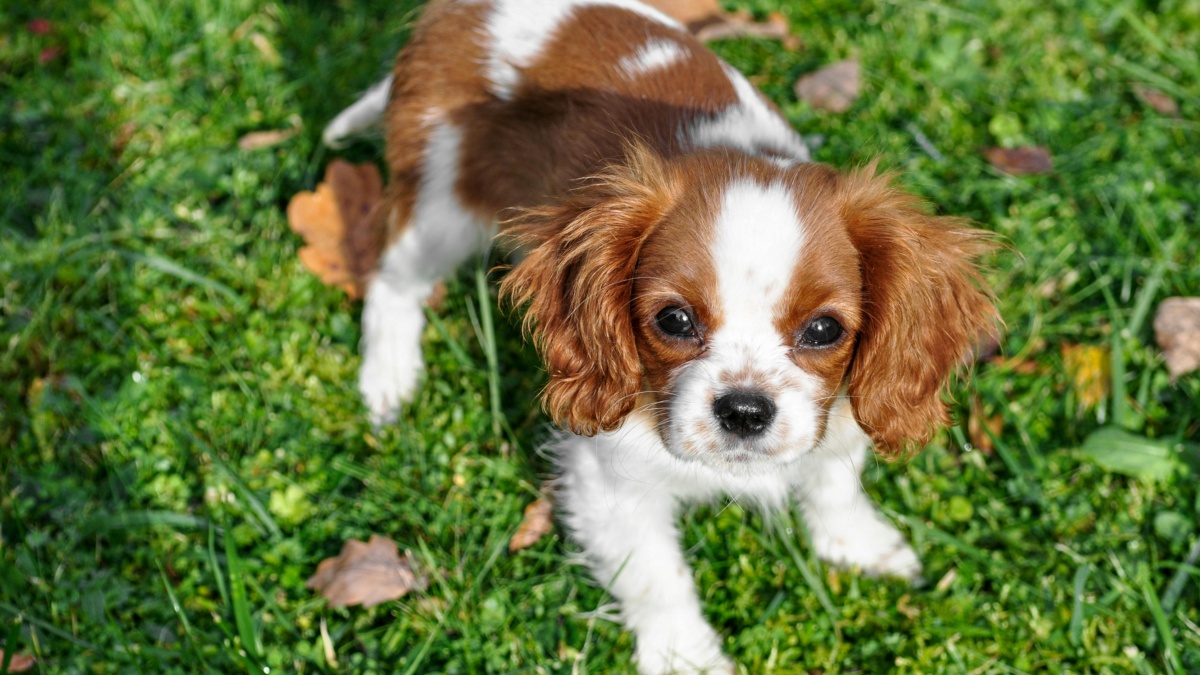 15 dog breeds that love cuddling more than playing