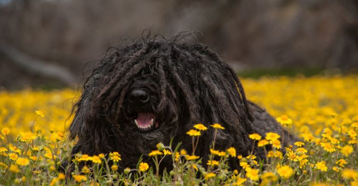 10 dog breeds so weird-looking most people assume they're fake at first ...