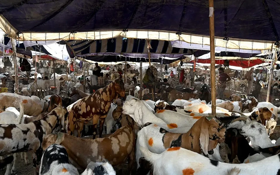Muslim leaders renew push to declare cow national animal