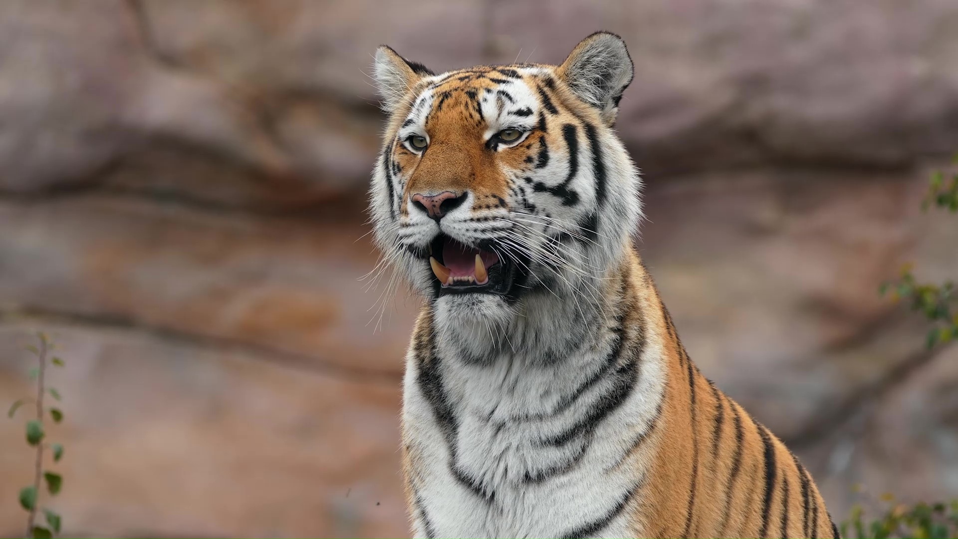 Powerful Siberian tiger carefully guarding its wild territory
