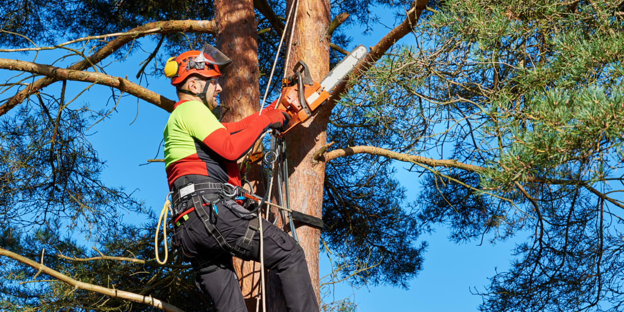 'He threatened to cut the roots': A tree fell onto my neighbor’s ...