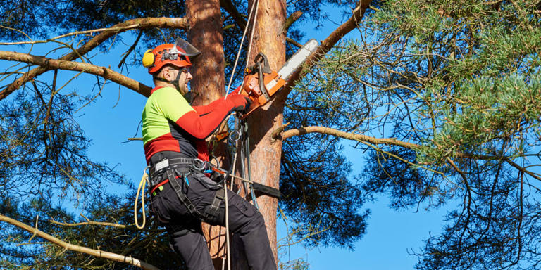 'He threatened to cut the roots': A tree fell onto my neighbor’s ...