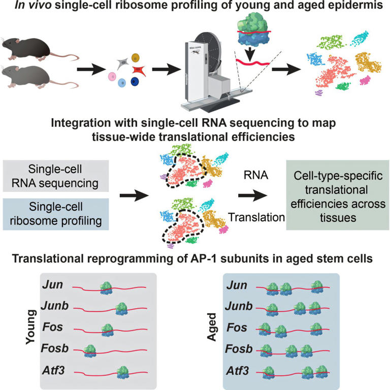 Unprecedented view inside live stem cells reveals aging process and ...