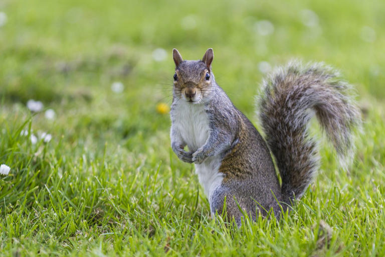 These 9 easy tricks will keep squirrels from coming back to ruin your yard