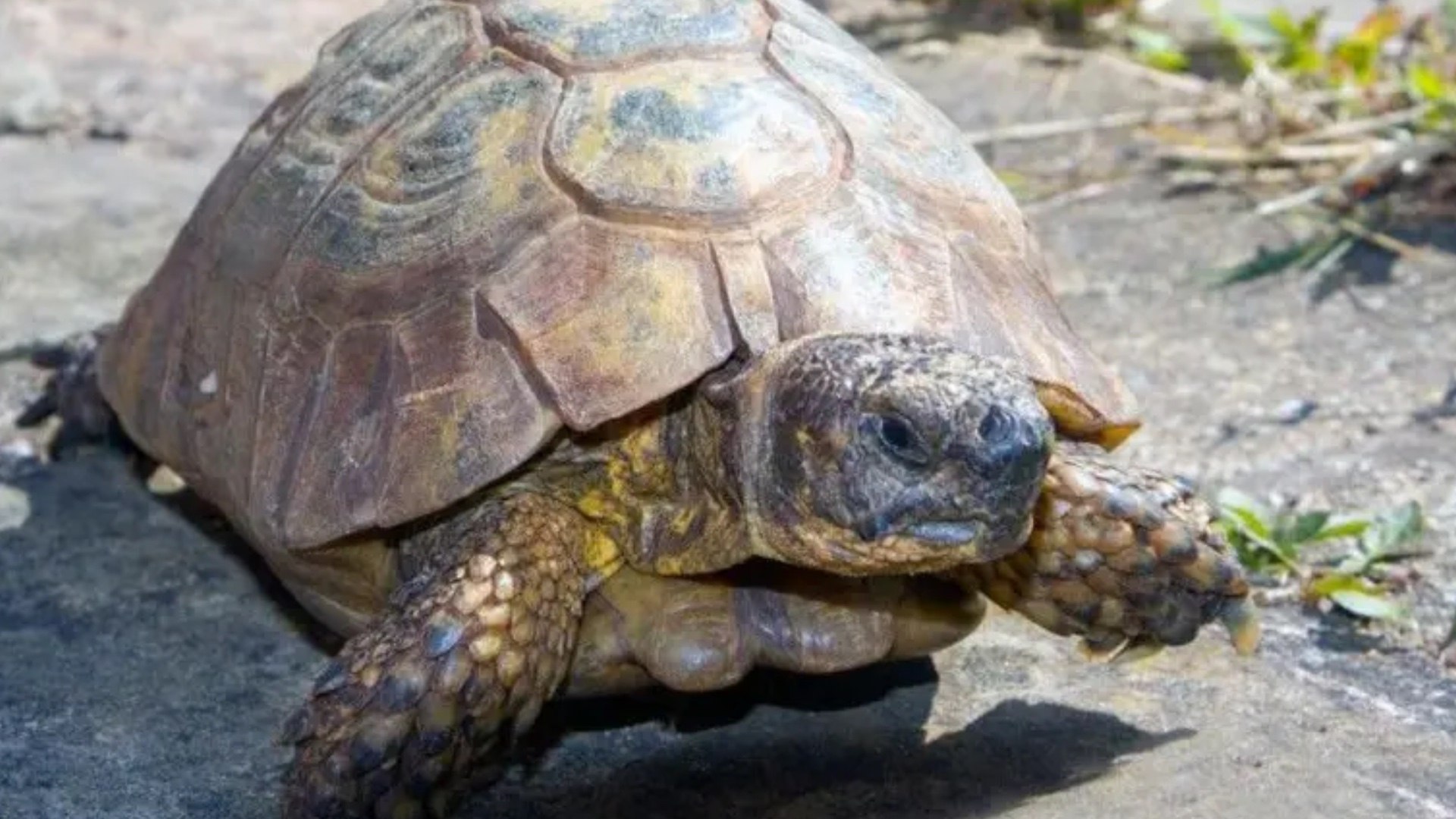 Harborne tortoise Tortie found after hot weather escape