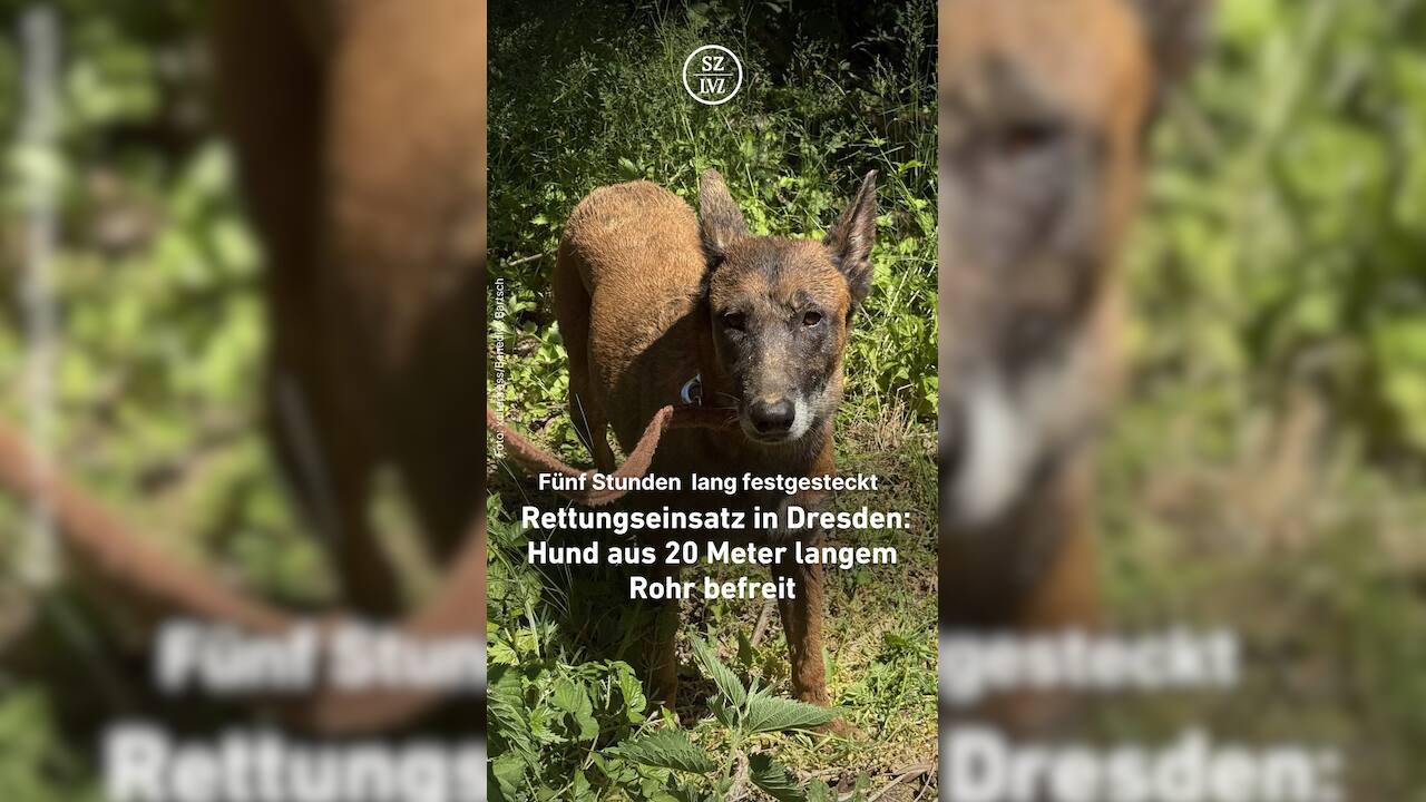 Dresden: Hund steckt stundenlang in Rohr fest