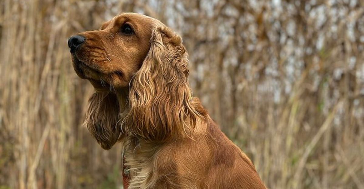 13 incredibly affectionate dog breeds that love harder than most people do